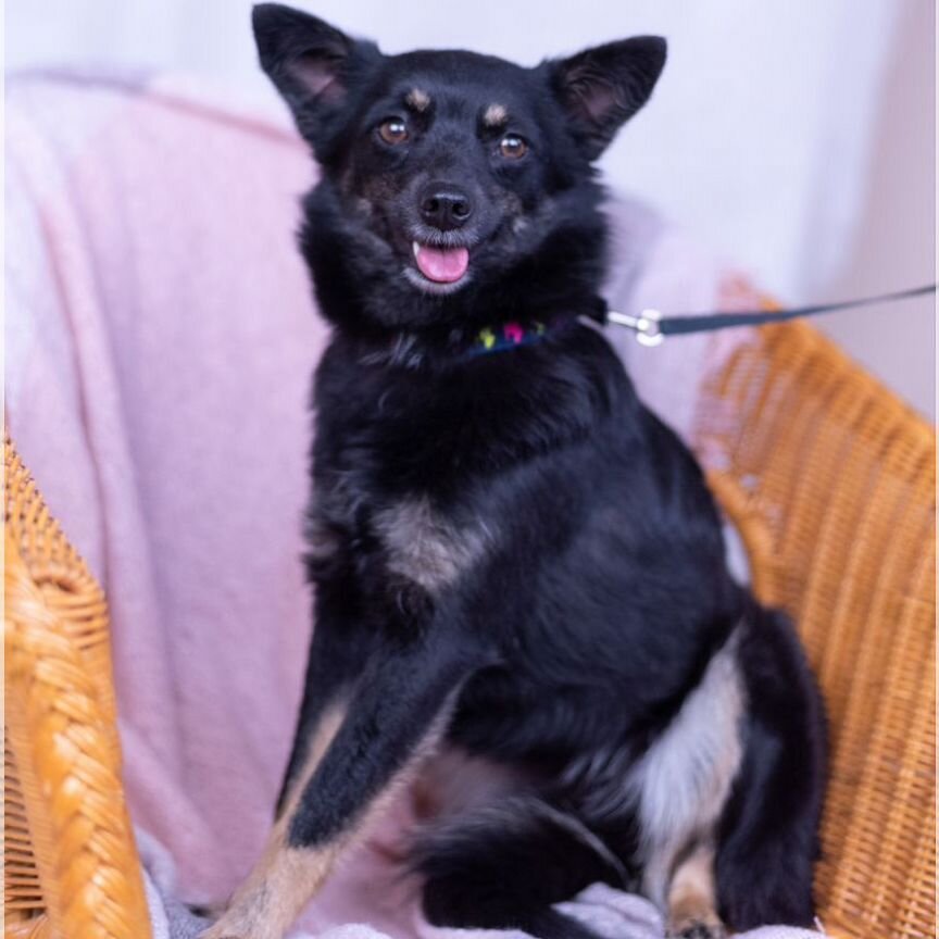 Взрослая собака в добрые руки