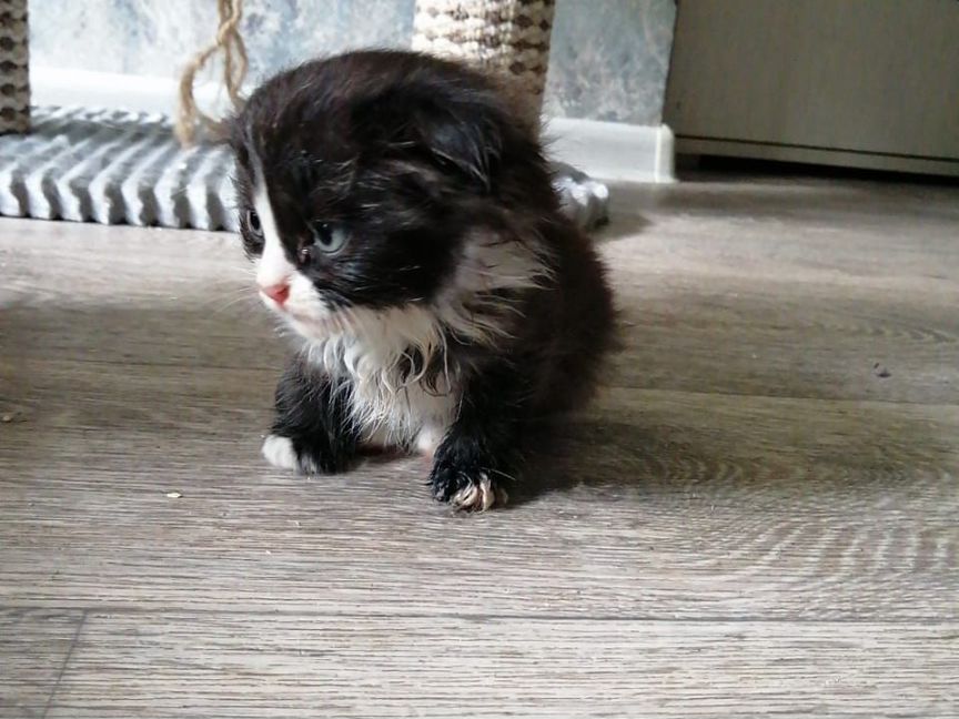 Котёнок малыш