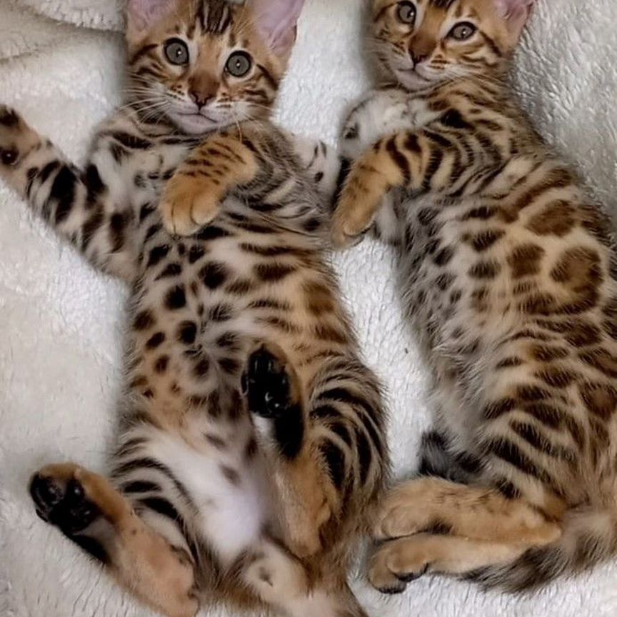 Экзотические животные