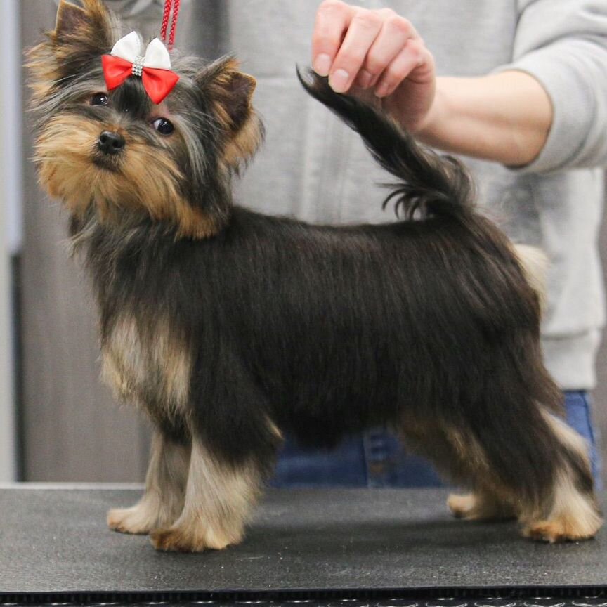 Йоркширский терьер, щенок