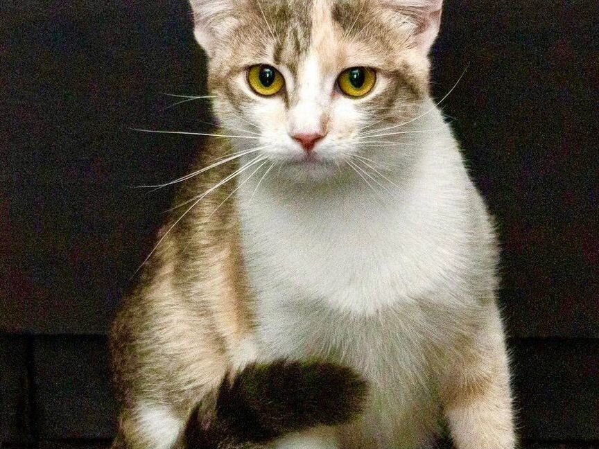 Трехцветная кошка Изюминка в добрые руки