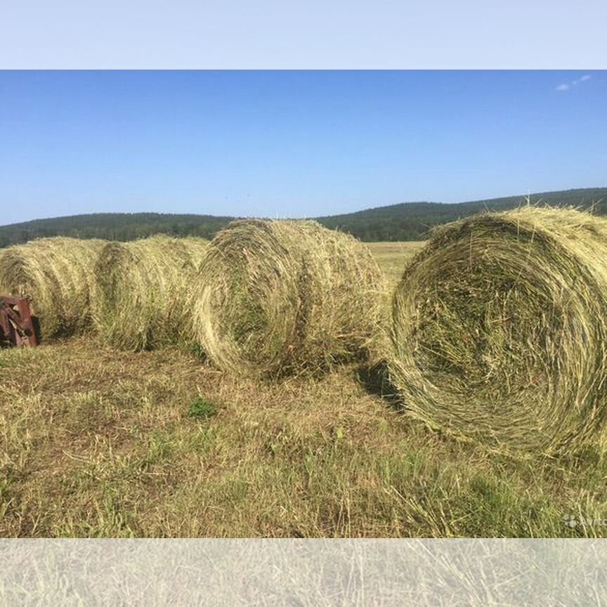 Сено