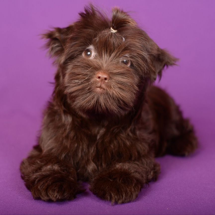 Мальчик шоколадного йорка