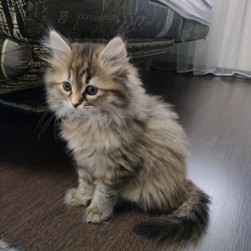Отдам котят в добрые руки