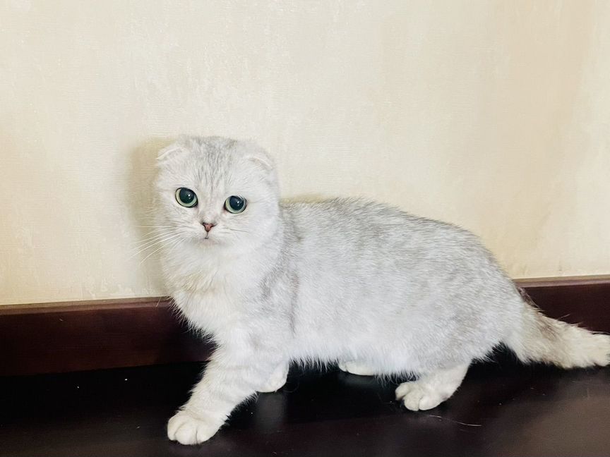 Шотландская вислоухая