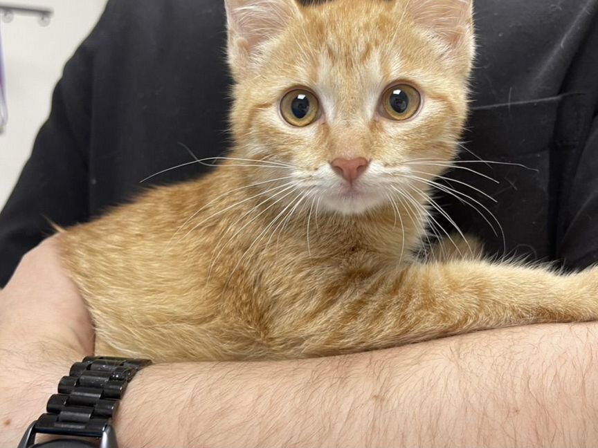 Кошечка 3 месяца Лея