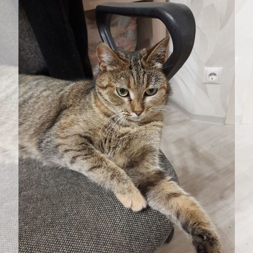 Сибирская, взрослая кошка