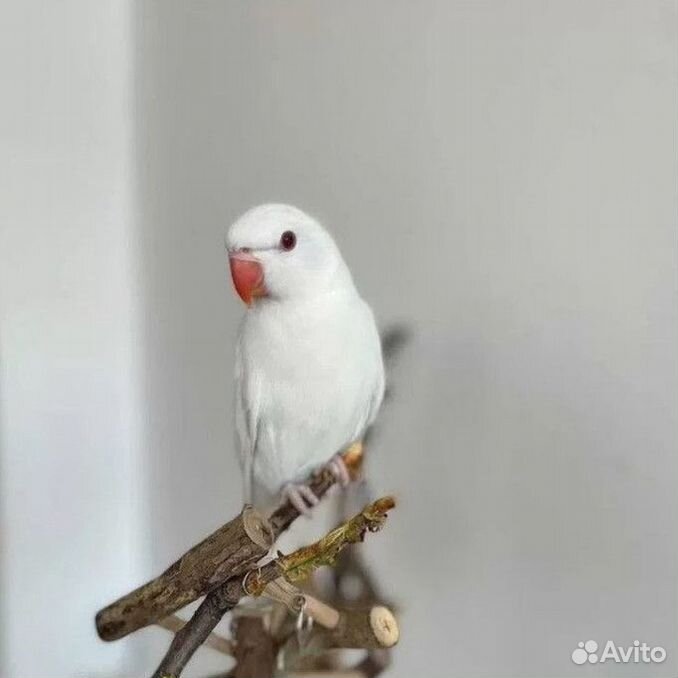 Кольчатый Ожереловый белый