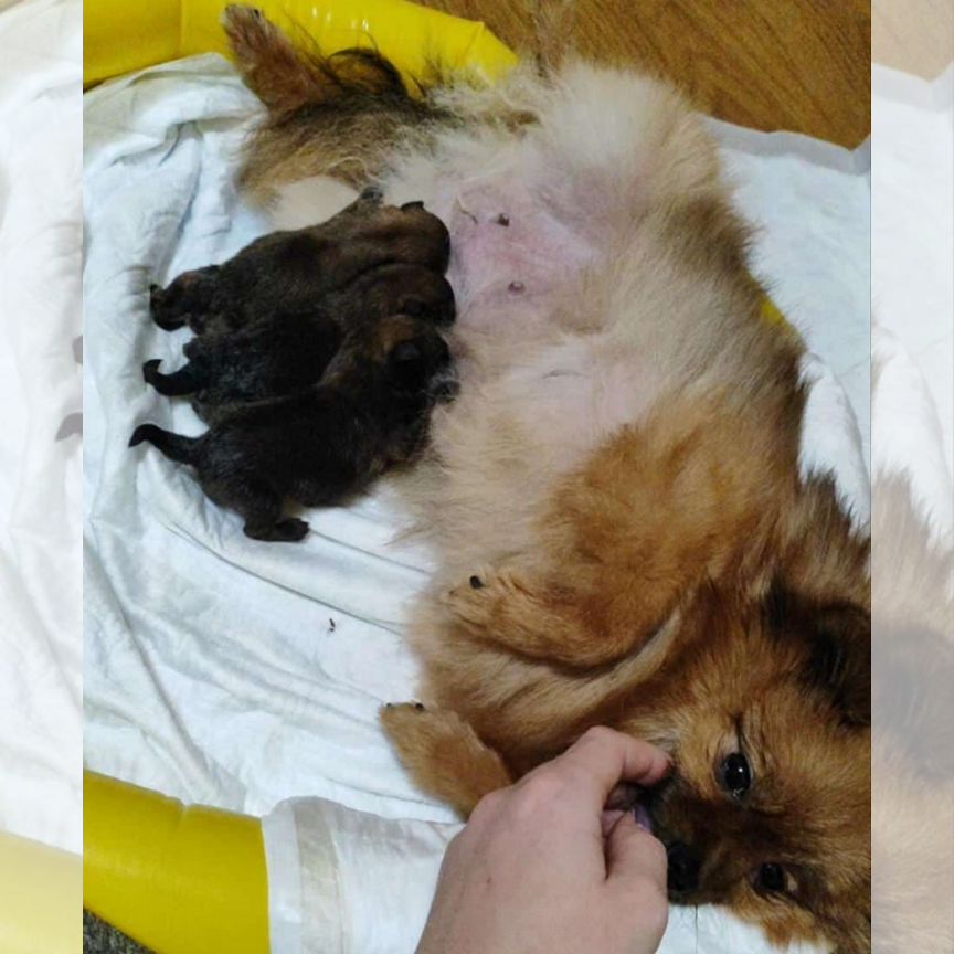 Щеночек Шпиц