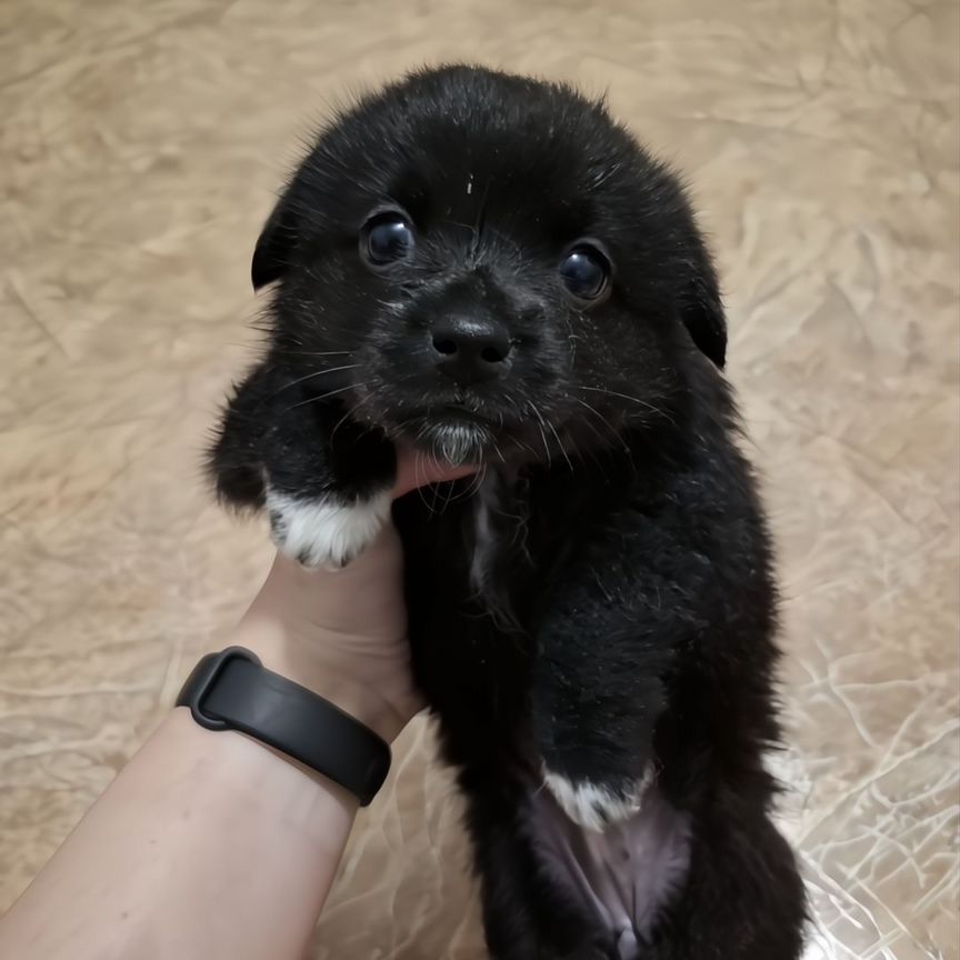 Щенок в добрые руки