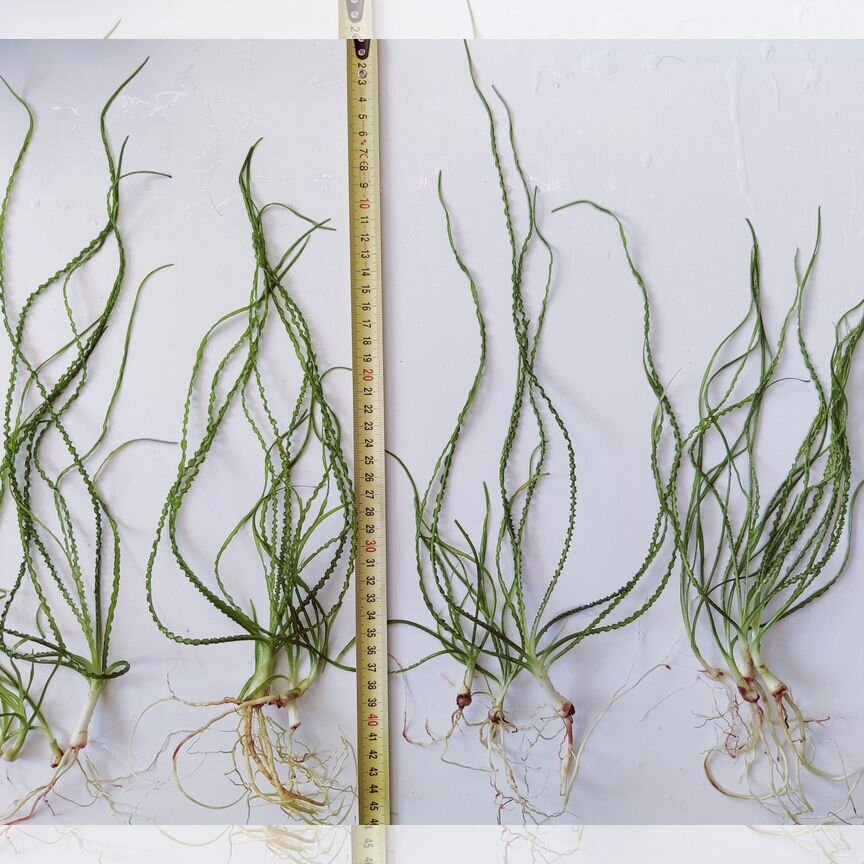 Кринум - аквариумное растение