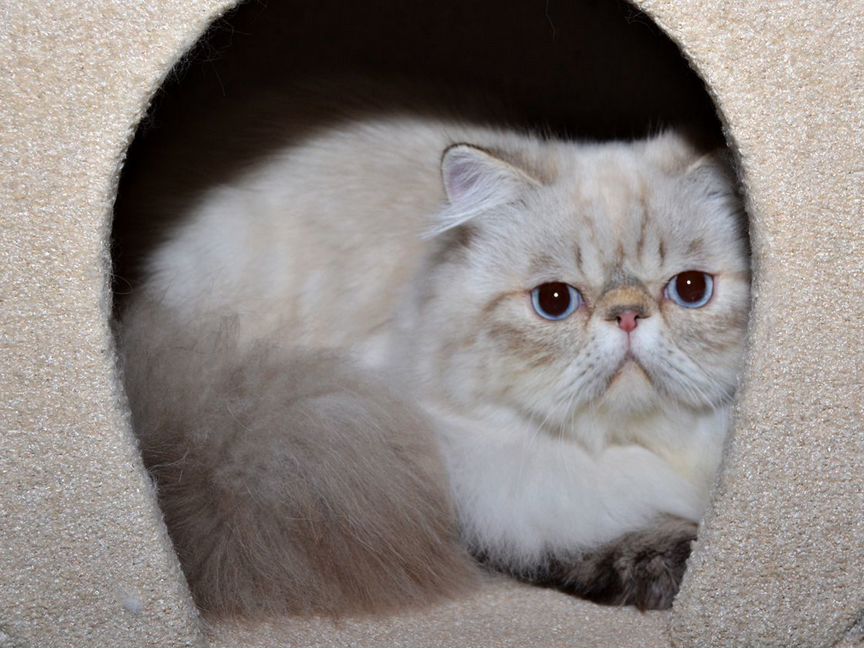 Отдам в добрые руки