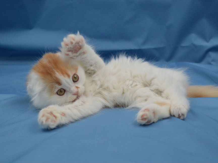 Весёлые котята, которые прогонят все печали