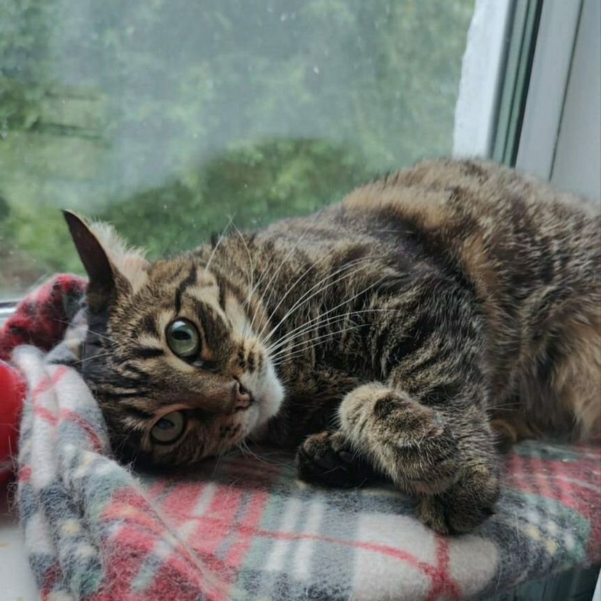 Ласковый тигренок в добрые руки