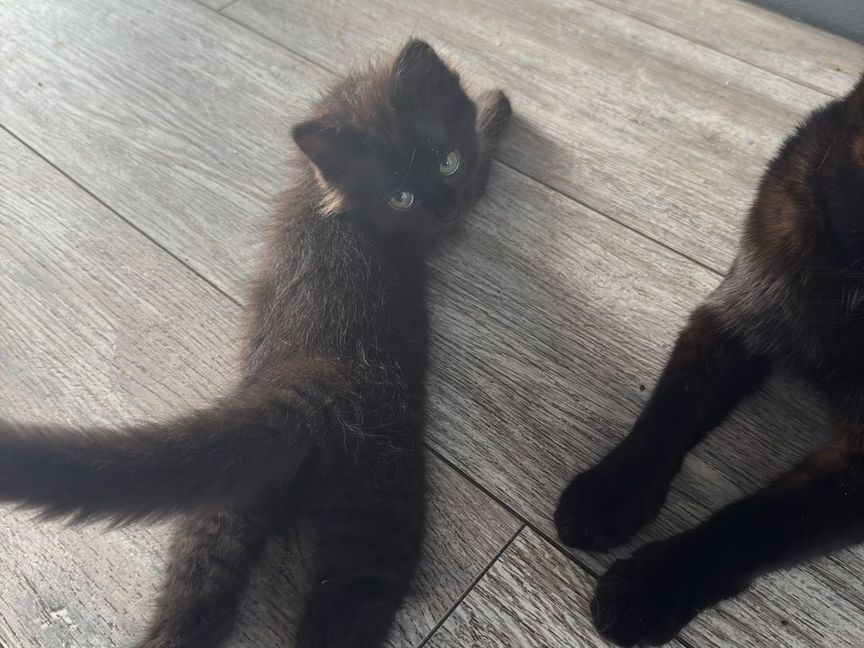 Котята