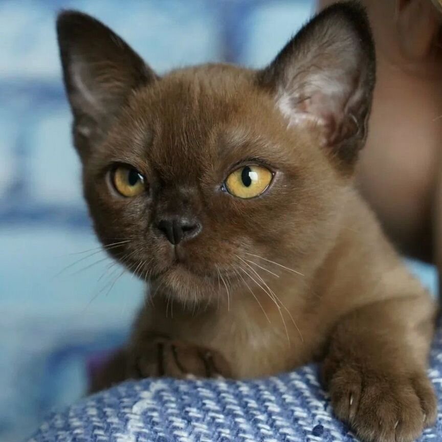 Бурманские котята