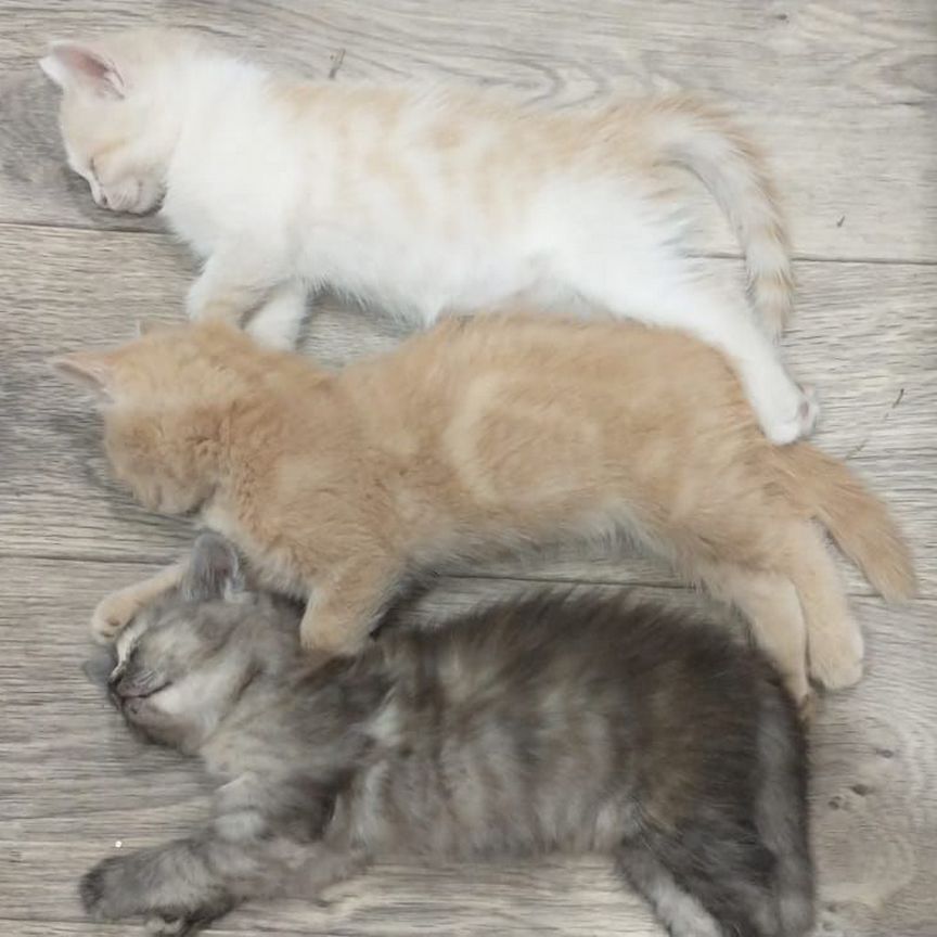Котенок в добрые руки даром