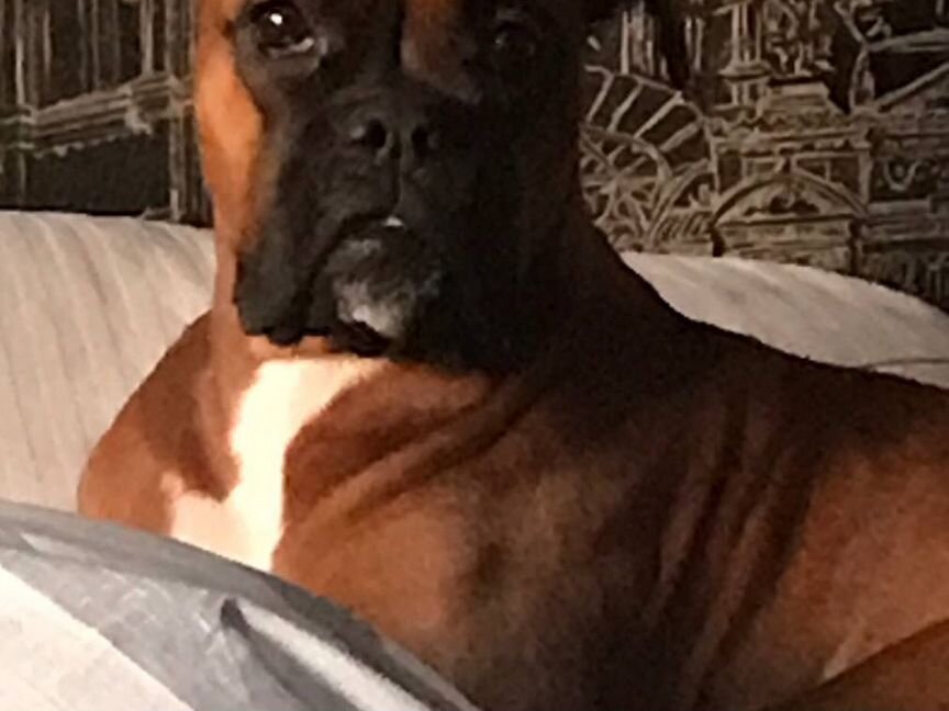 Боксерша, в добрые руки