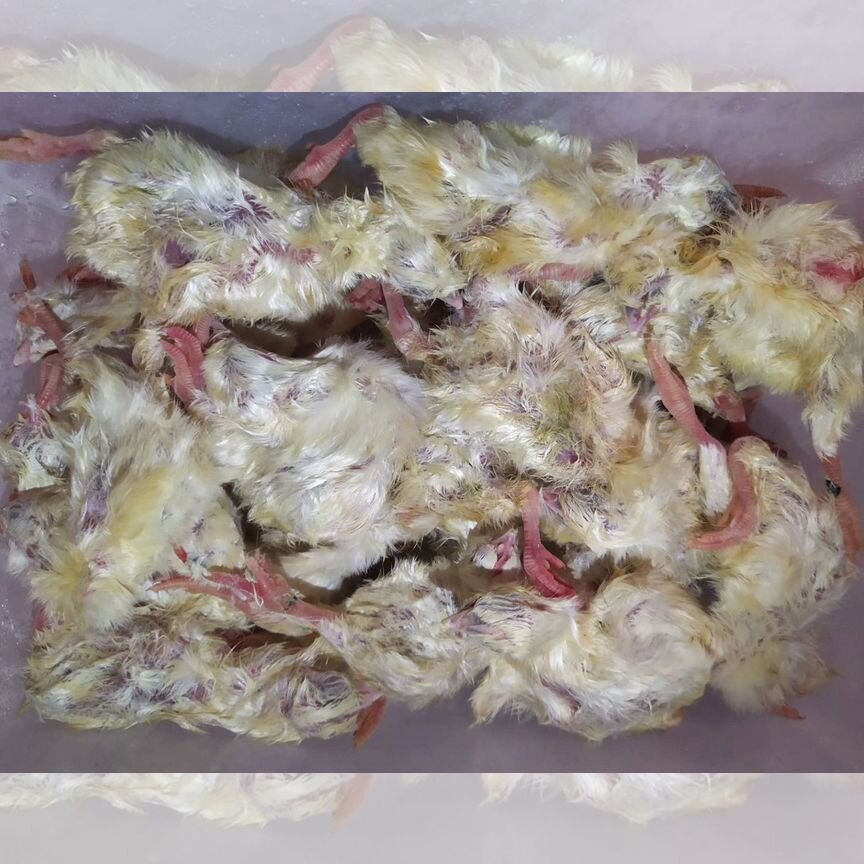 Цыплята кормовые заморозка