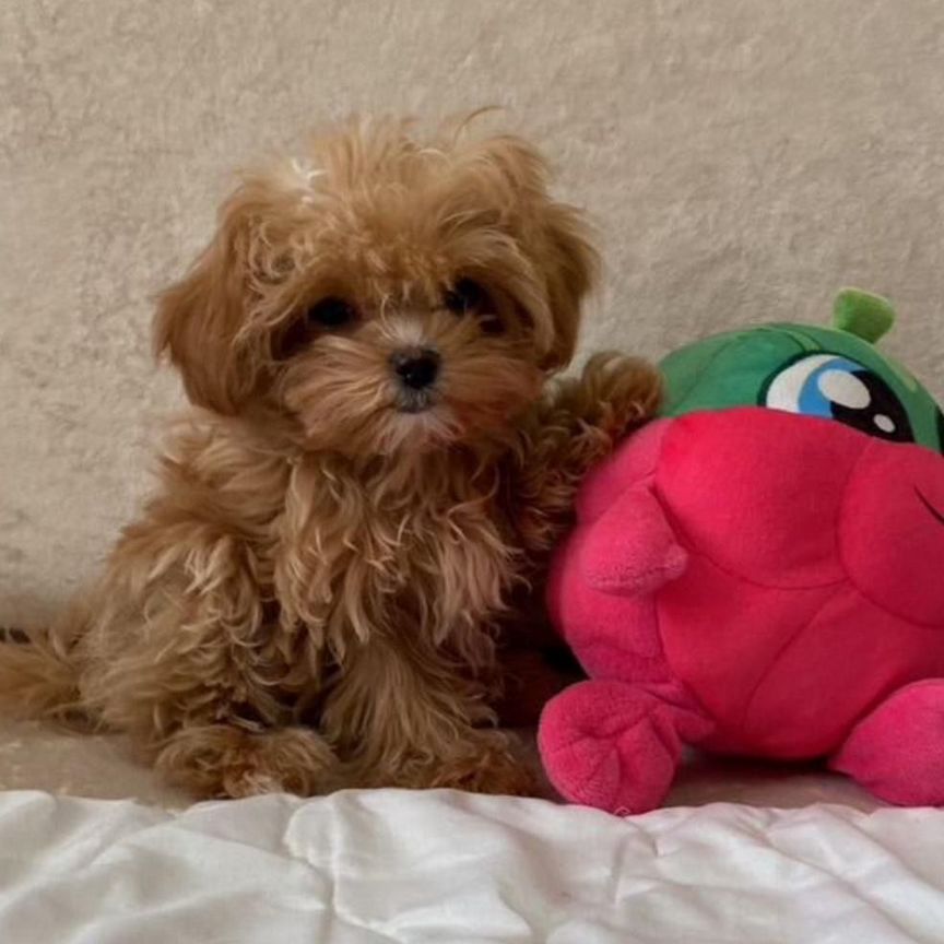 Мальтипу f1 mini бэби фейс