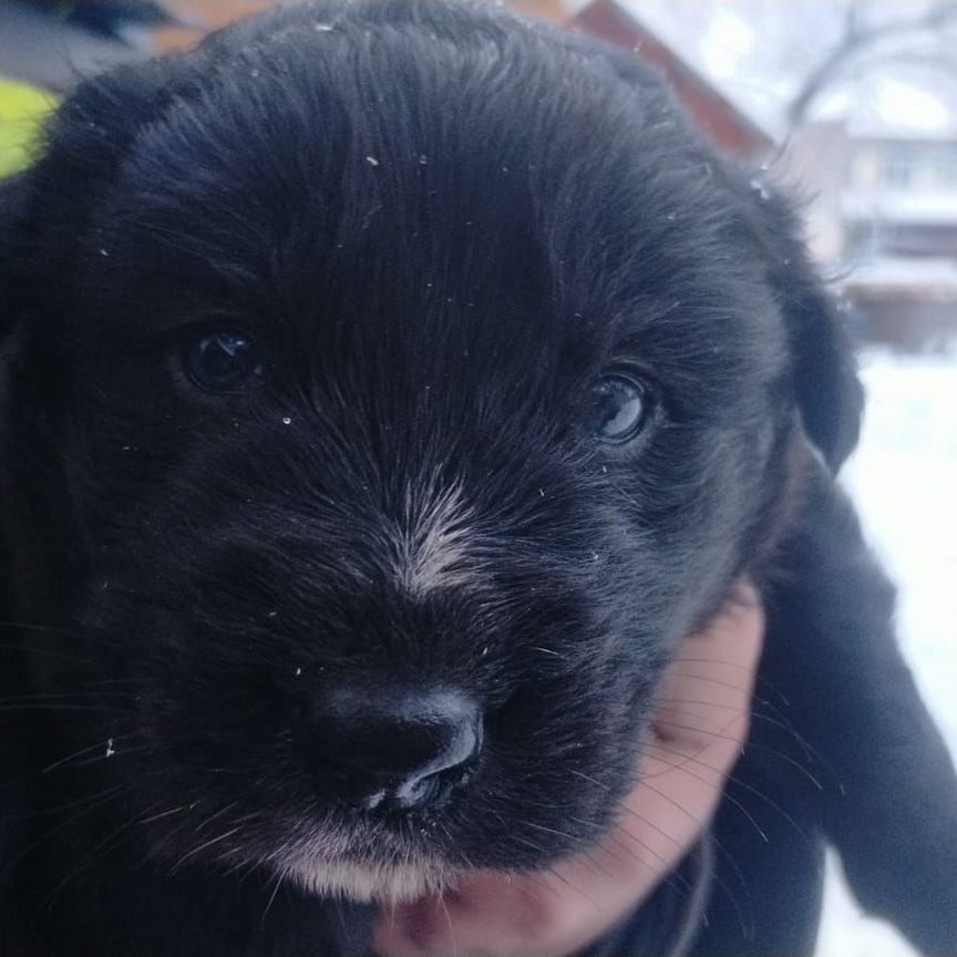 Щенки-охранники