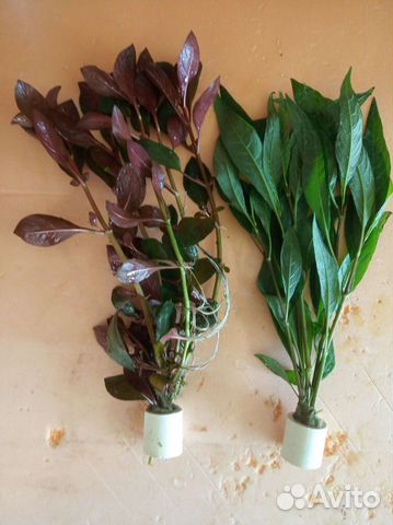 Аквариумные растения