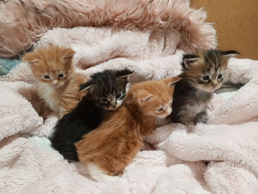 Котята мейн-кун