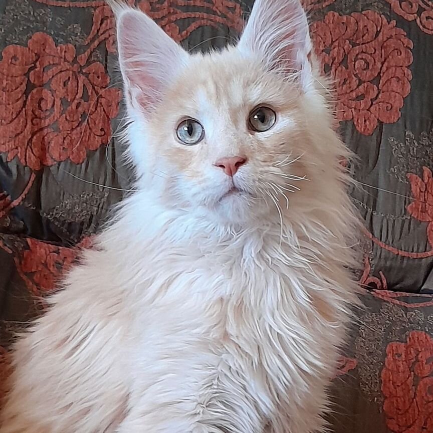 Мейн-кун котёнок