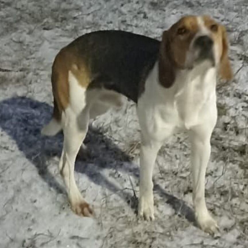 Эстонские гончие собаки