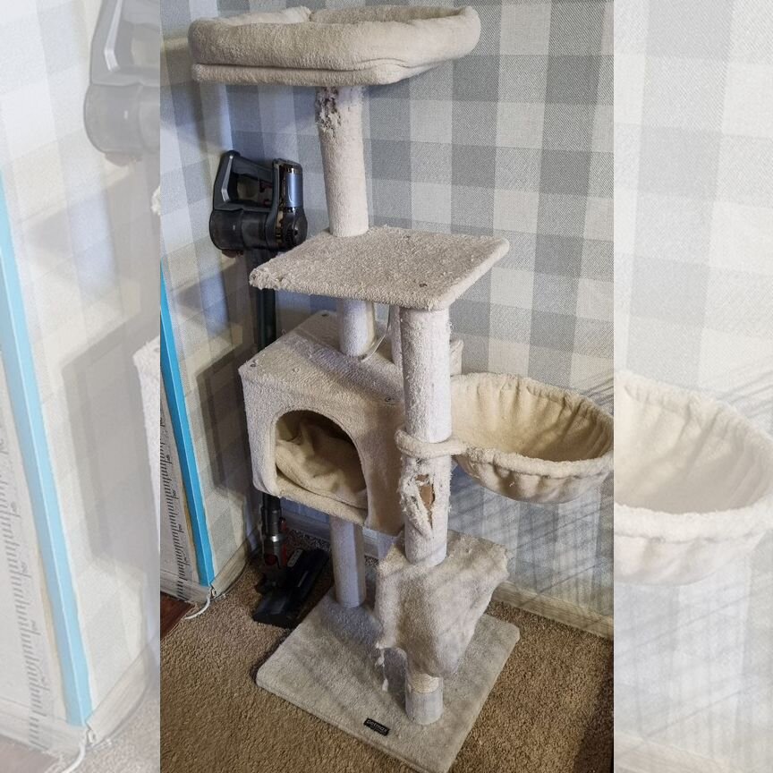 Когтеточка большая