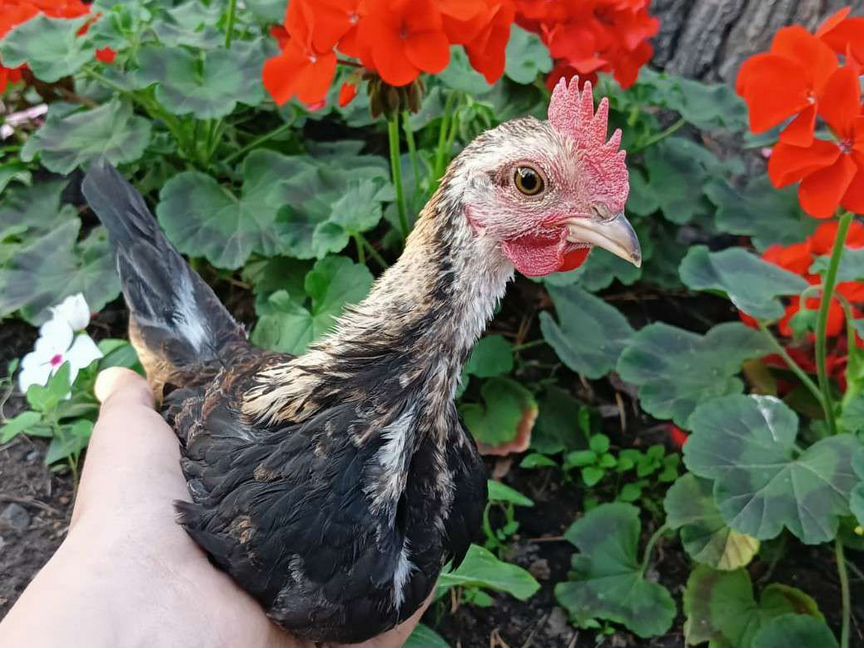 Петушки Бентамки