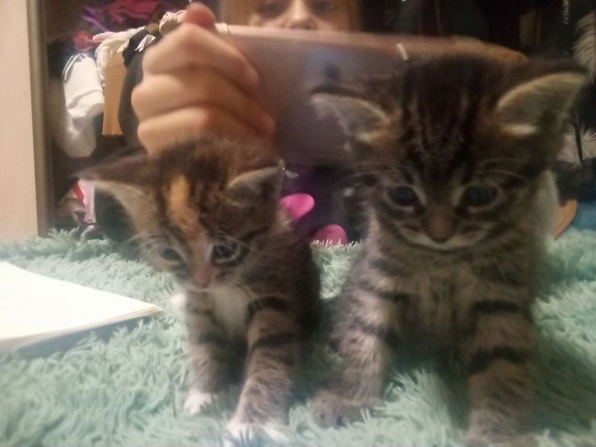 Кошка(котята ) 1 мес