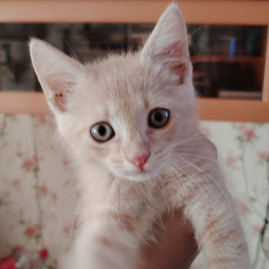 Котенок Кузя