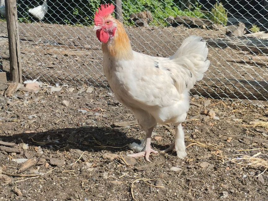 Петух породы Маран