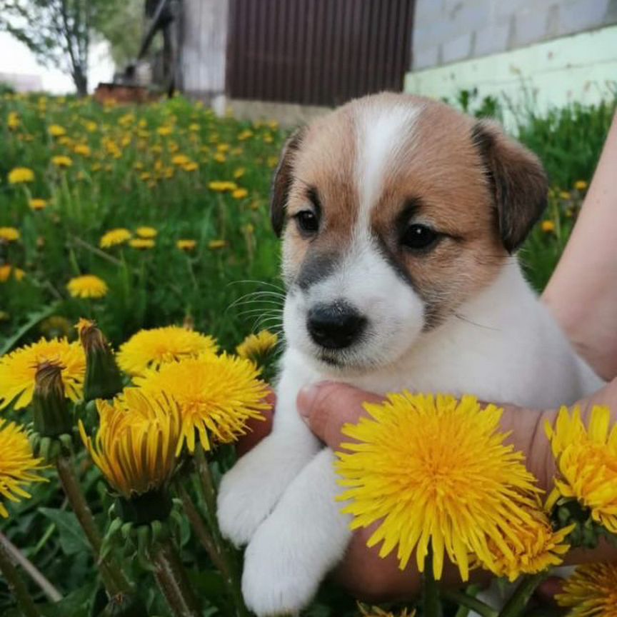 Щенки джек Рассел терьер