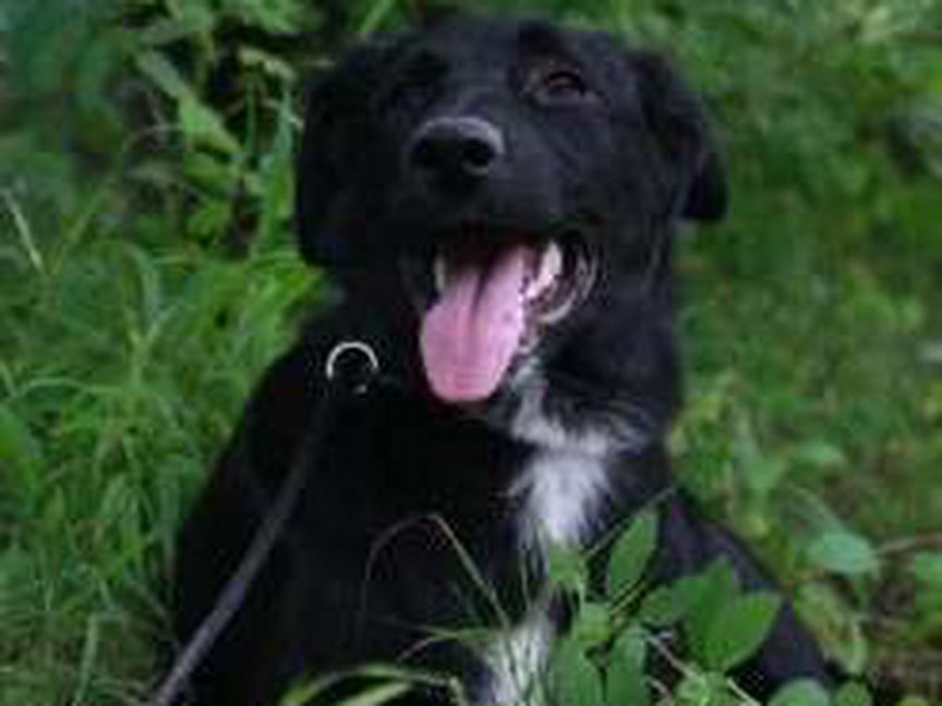 Метис лабрадора мальчик