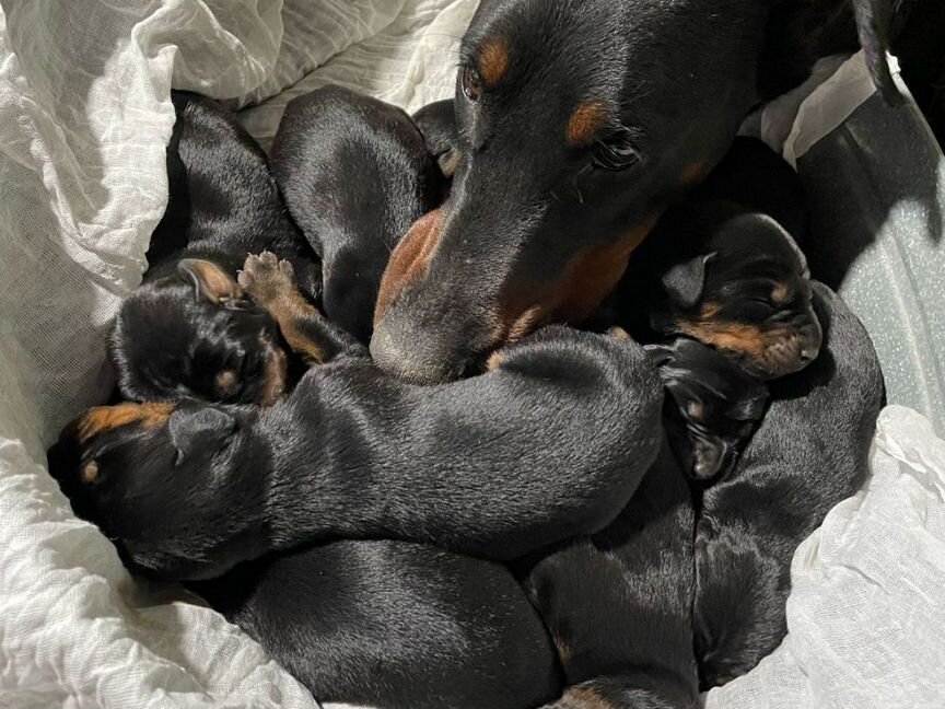 Элитные щенки Добермана С Документами скор