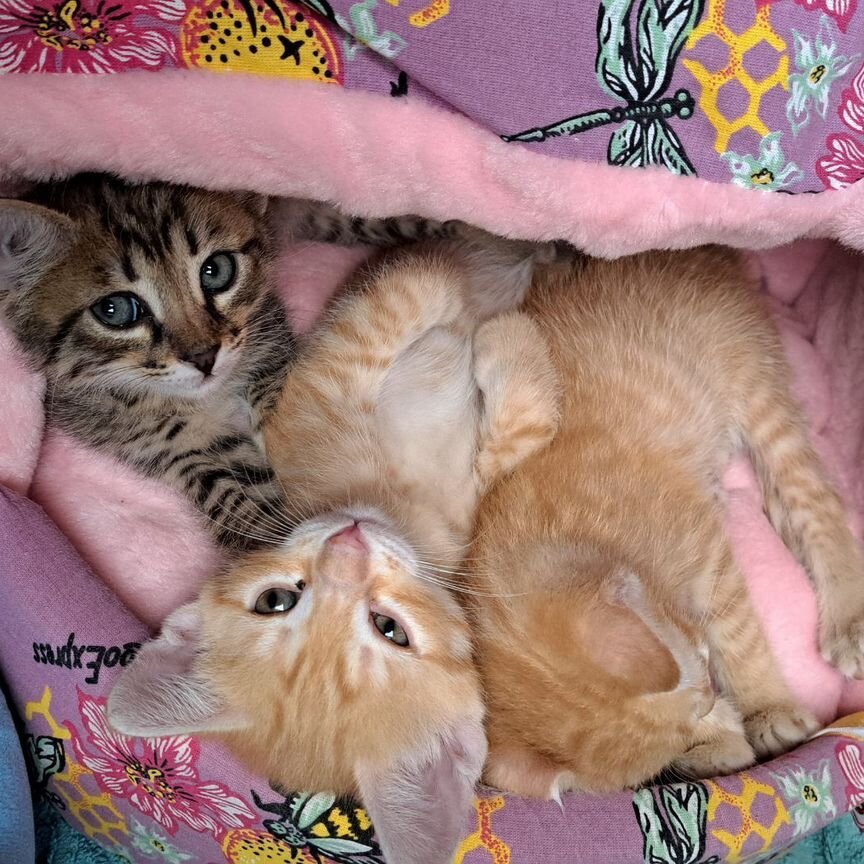 Котята в добрые руки