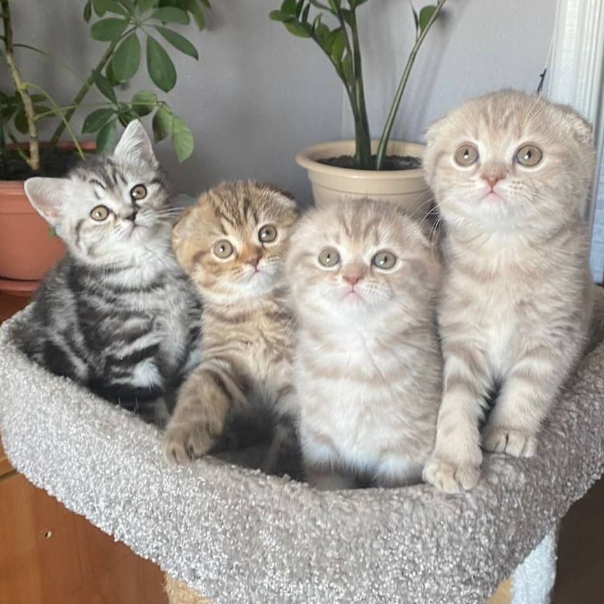 Шотландский вислоухий короткошёрстный котёнок