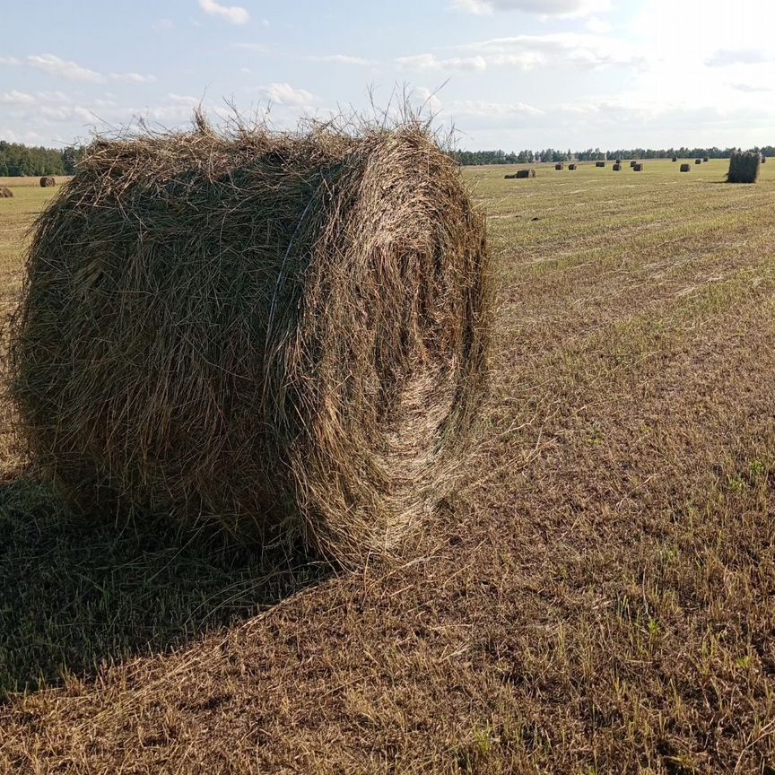 Сено и солома в рулонах