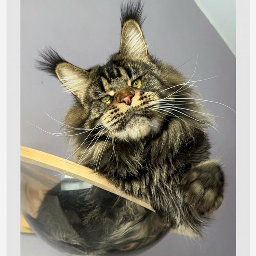 Мейн-кун, взрослый кот