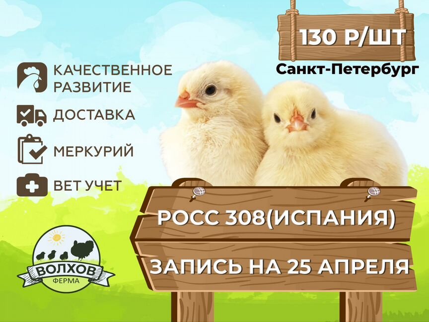 Суточный бройлер розница/опт Росс308