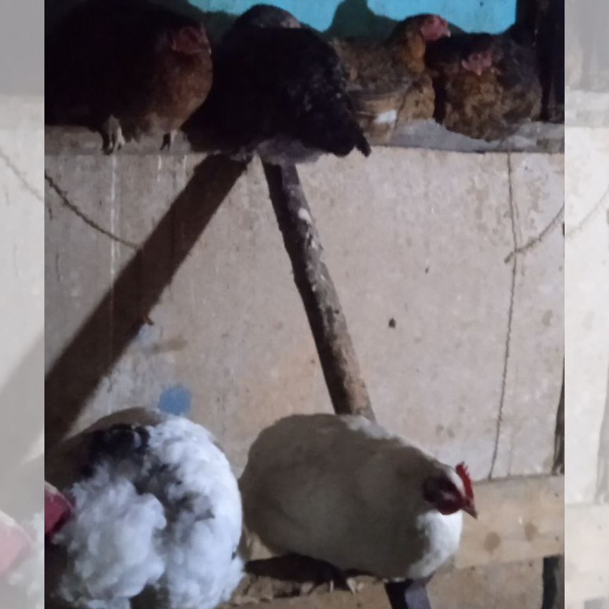 Куры домашние