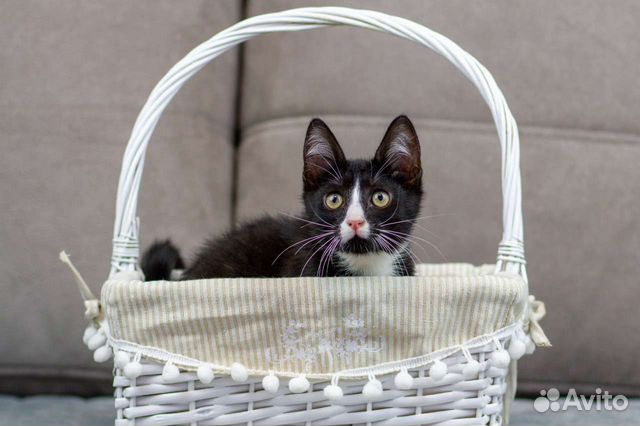 Котенок Маркиз украсит ваши будни