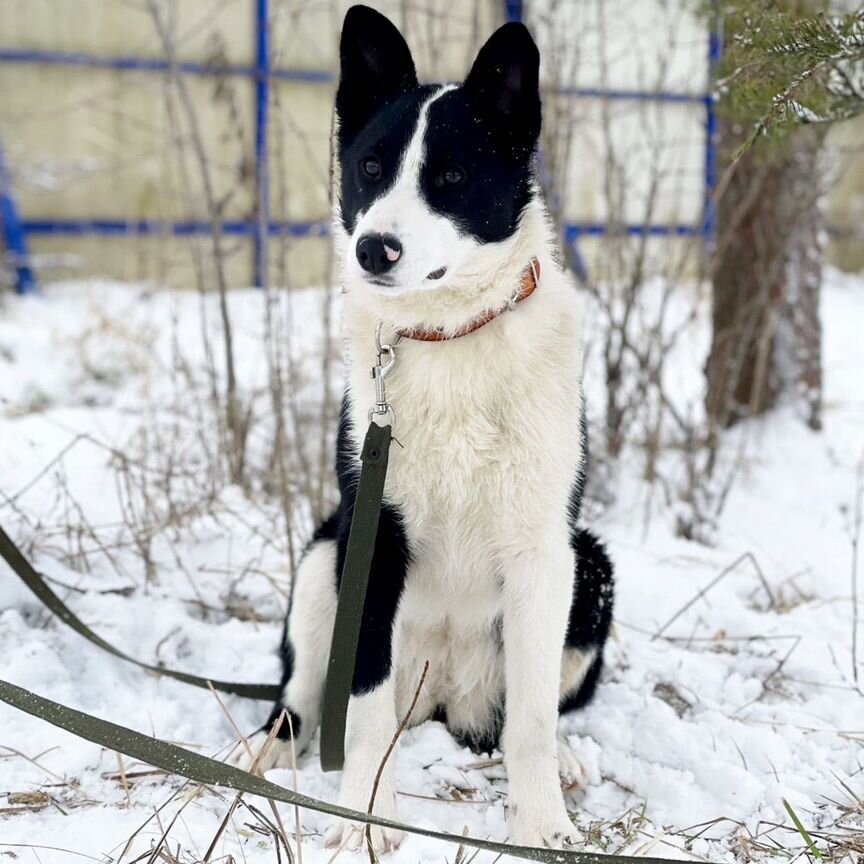 Щенок