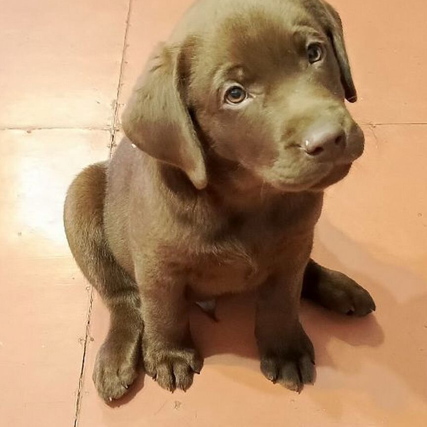 Лабрадор-ретривер, щенок