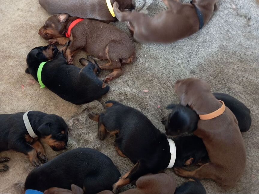 Щенки добермана
