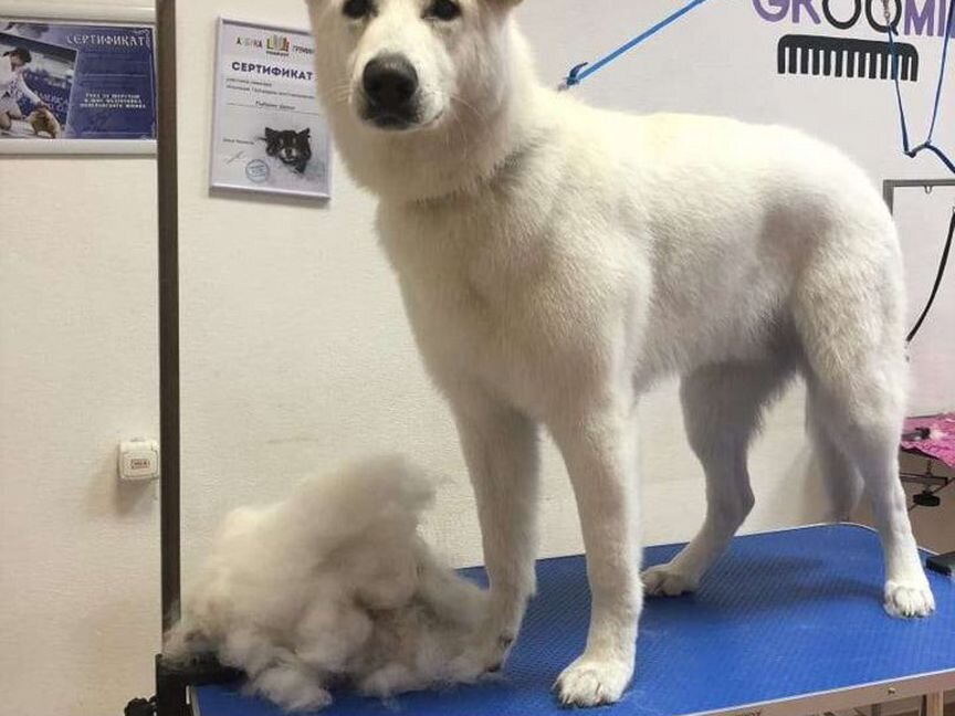 Белые Немцы бшо