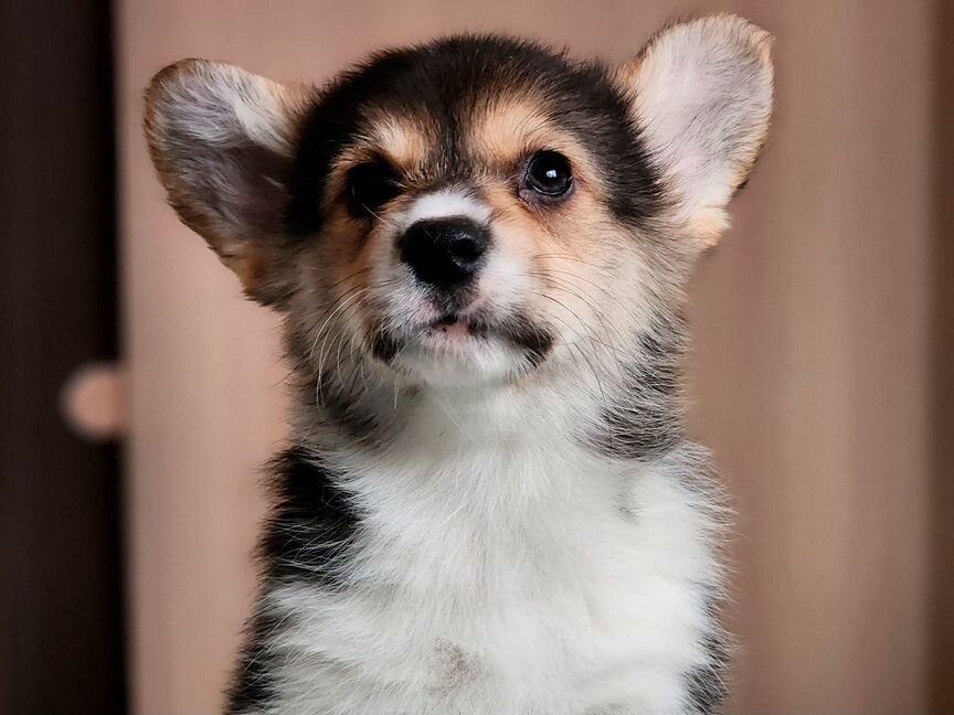 Вельш-корги пемброк щенок девочка