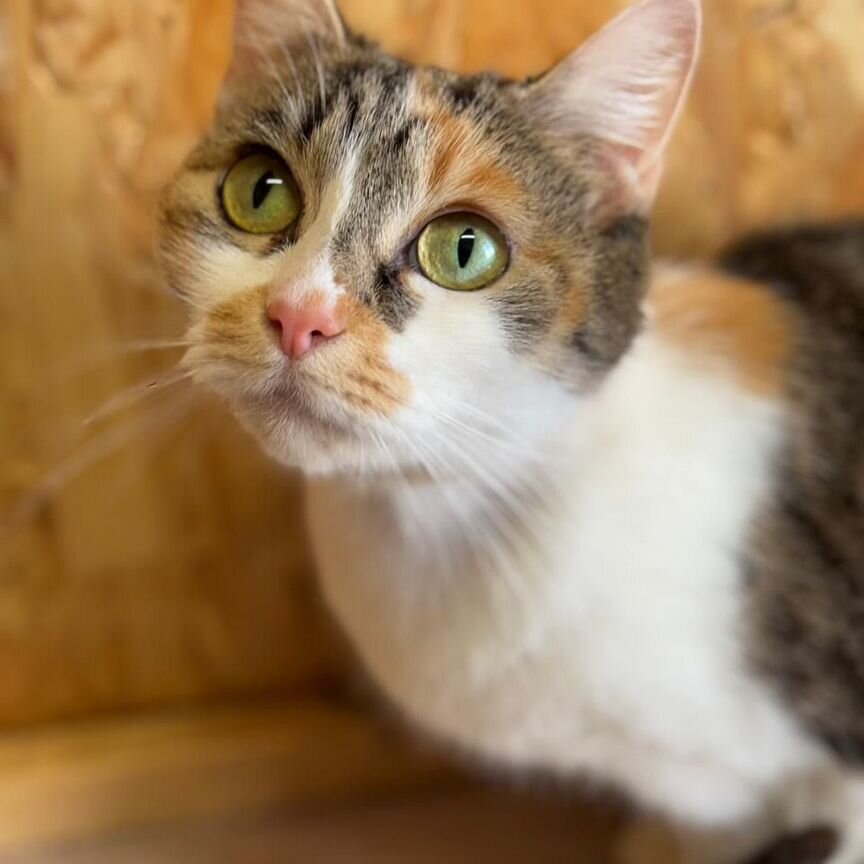 Пастила- кошка из приюта ищет дом